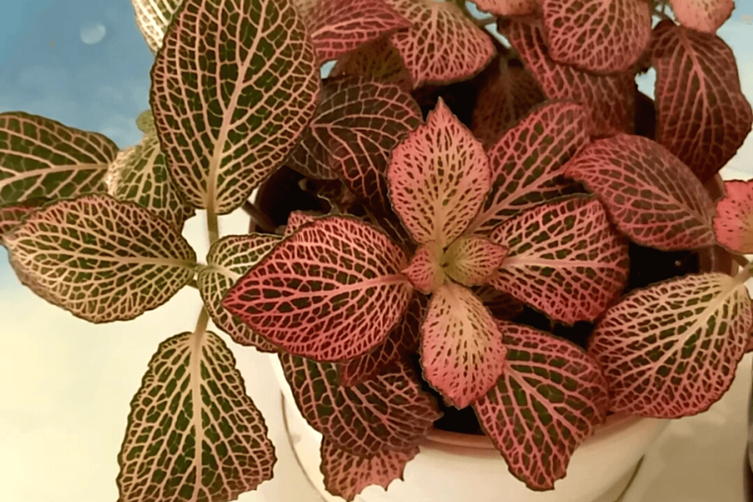 Фиттония Вершаффельта (Fittonia Verschaffeltii)