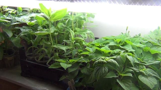 Все видео_Продолжаем эксперименты.mp4