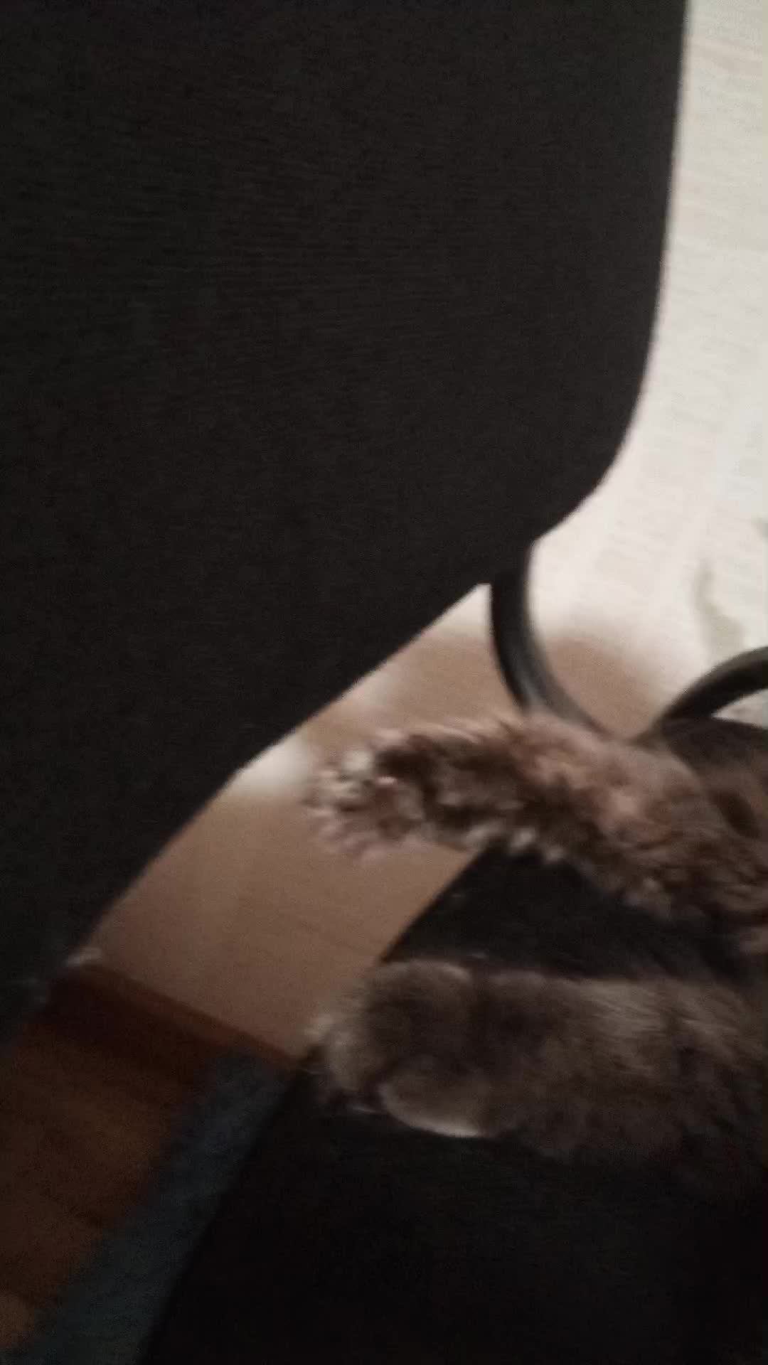 слежу за моей кошкой