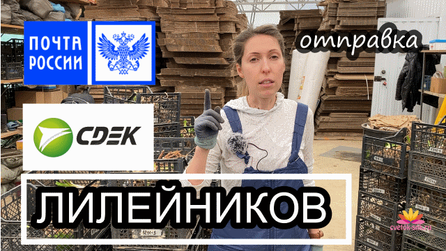 Весенняя отправка лилейников / Сад Ворошиловой