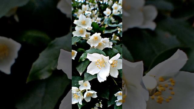 жасминовый цвет