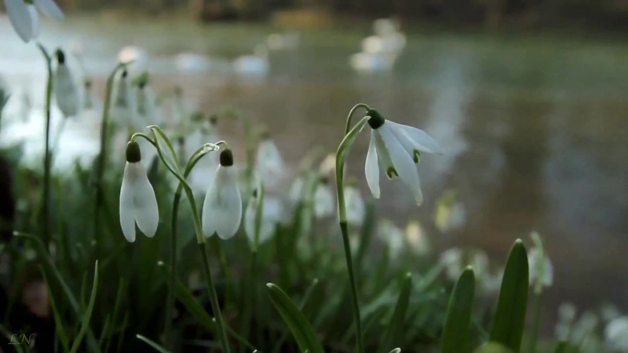 П.И.Чайковский - "Сентиментальный вальс" -  Tchaikovsky "Valse Sentimentale"