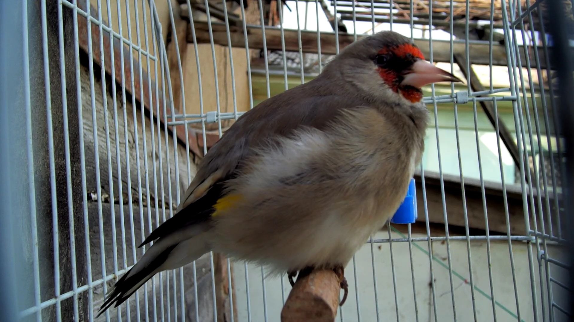 Пение Мой Седоголовый Щегол, Песня Щегла