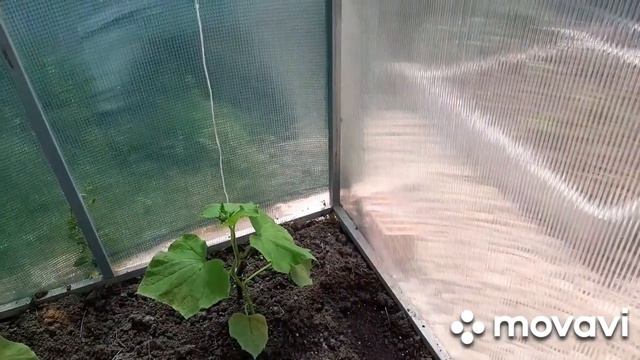 27-28.04.24. Мою окна. Живучие помидоры. Покупки, цены. Опять виноград.