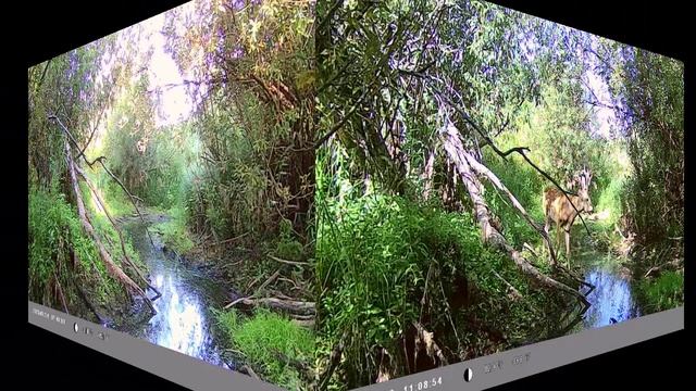 Фотоловушка сработала!!!