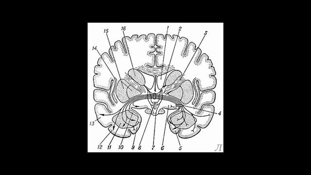 7.10 Эволюция. Миндалина
