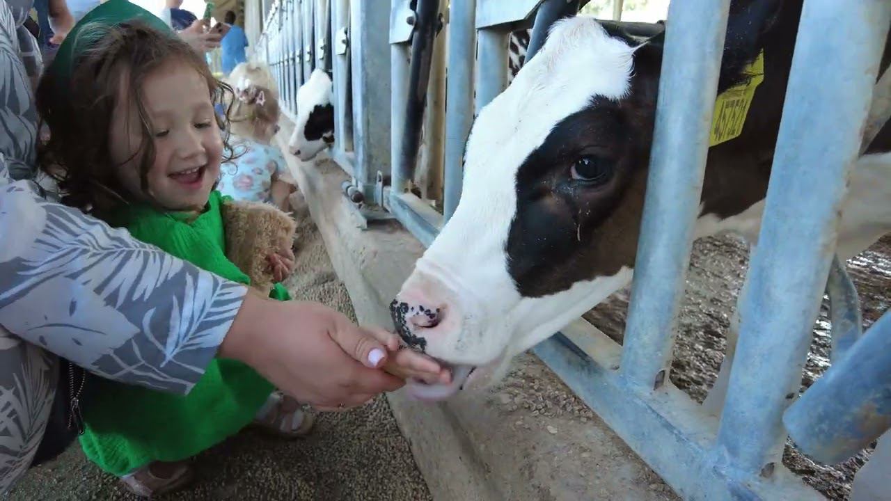 Проект Анна Николаевна - 3 года. 4 месяца. Медынь. Ферма ЭкоНива. Кормим телят
