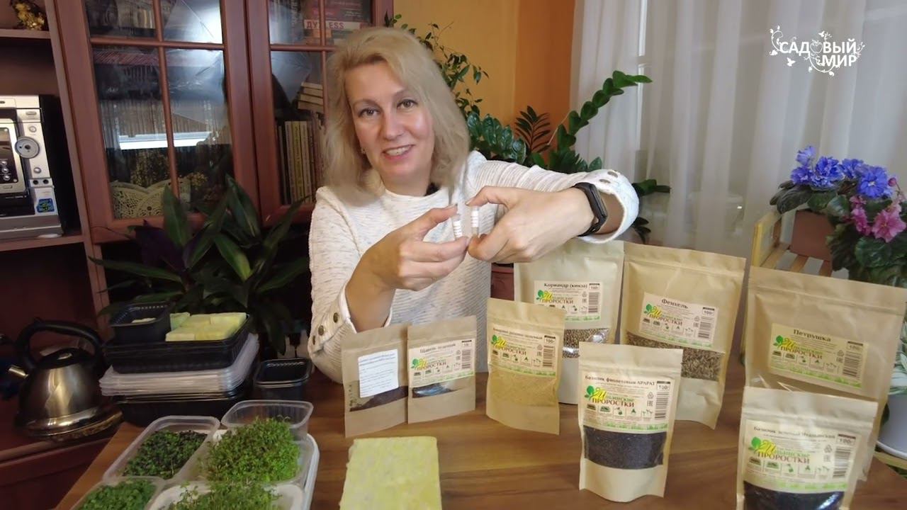 Микрозелень: модно или необходимо? Выращиваем необычную микрозелень: щавель, амарант, мята