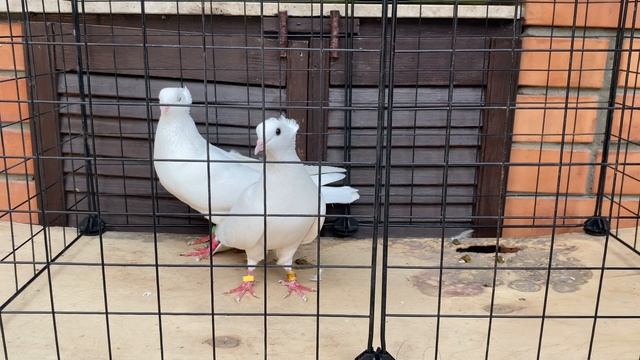 Бакинские старопородные голуби ?️ 02-11-2023