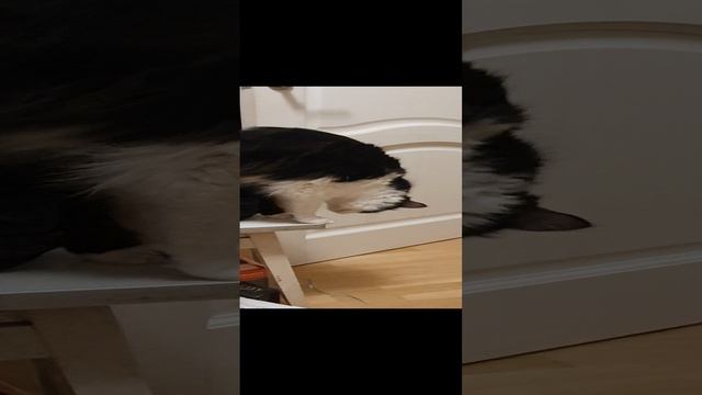 Кошка в сумке.