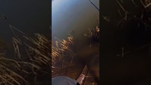 2 часть.Рыбалка на дым тамакском карьере. Настройки ???