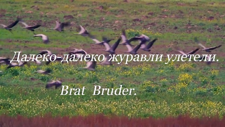 Песня  ,,Далеко-далеко журавли улетели."  Brat Bruder-