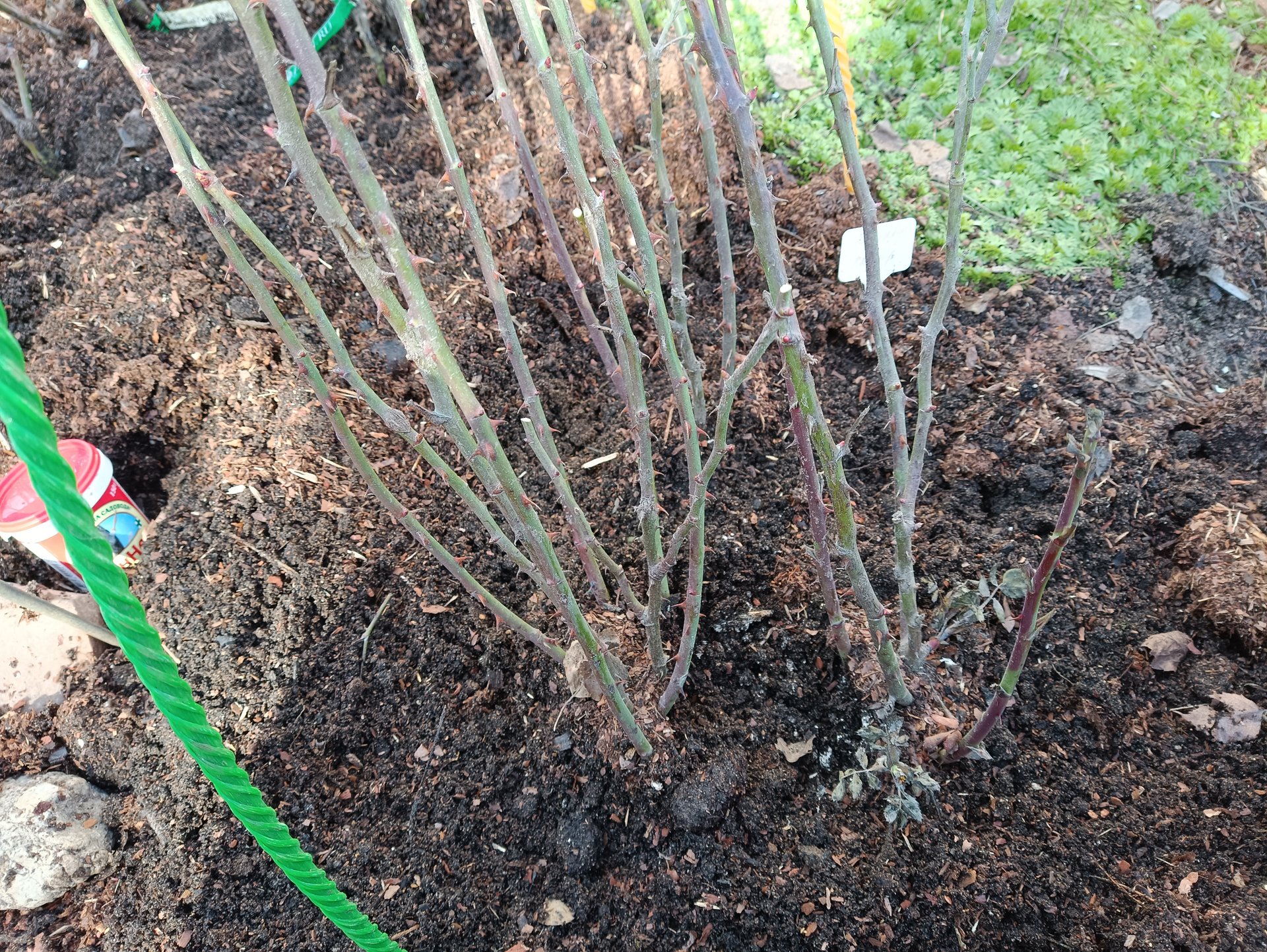 САНИТАРНАЯ ОБРЕЗКА РОЗ.