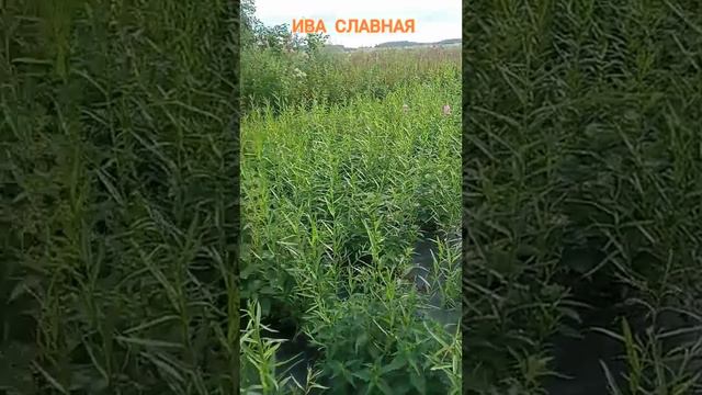 Ива Славная: Сеешь, сеешь ивочку, а потом БАЦ... (20.07.2024)