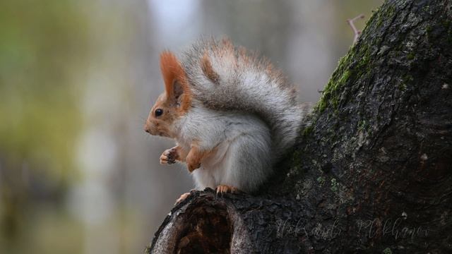 Очень я люблю эти ваши семечки.