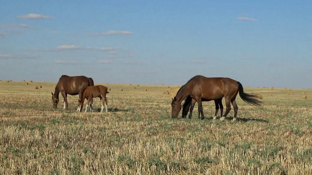 Видеозарисовка Русской природы