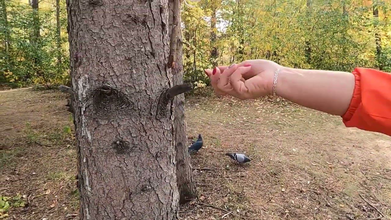 Прогулка в осеннем парке.