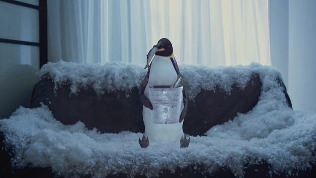 Пингвинам на смех