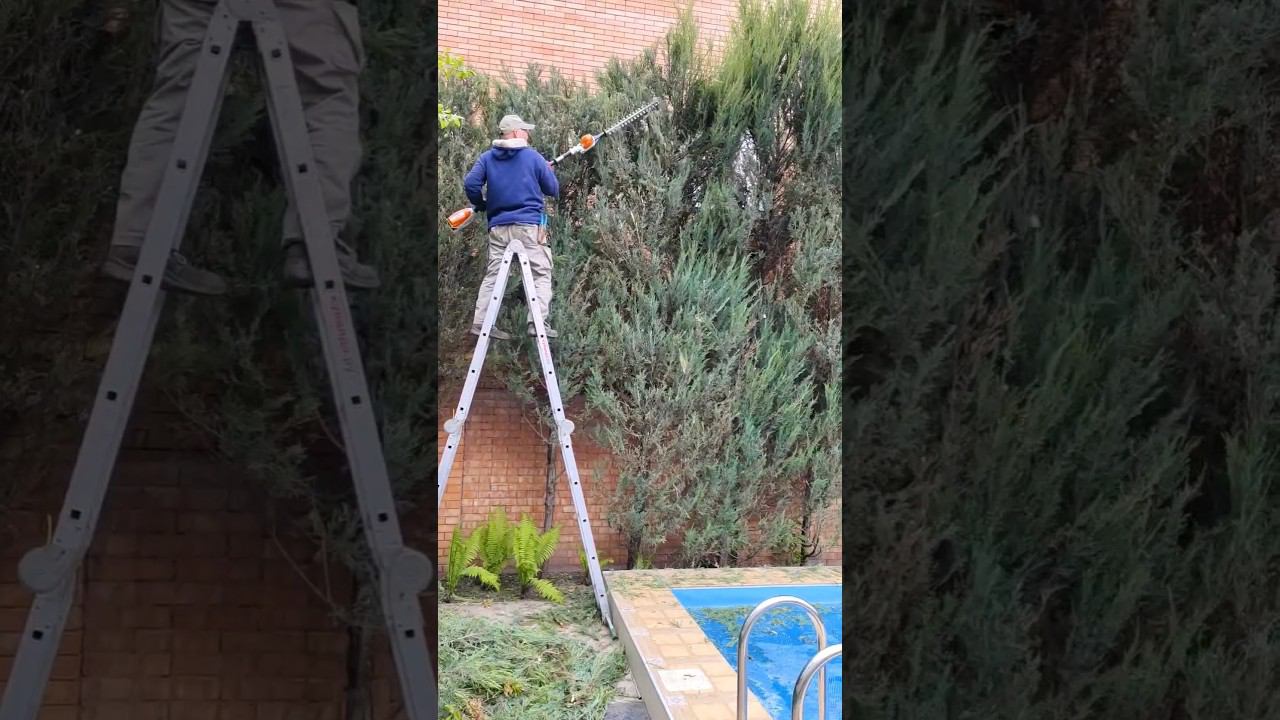 Стригу высокую стенку из вертикального можжевельника #шорт #живаяизгородь #garden #садовник #топиари