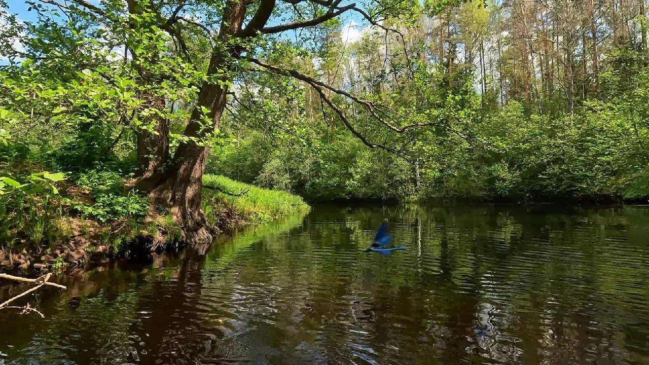 Сплав по реке Ловать от деревни Сивцево до моста в деревне Комша. Щука сломала спиннинг.