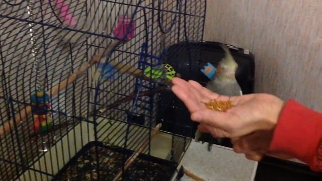 ПРИРУЧЕНИЕ ПОПУГАЯ КОРЕЛЛА. Как научить попугая охотно идти на палочку. Обучаем птенцов. Практика