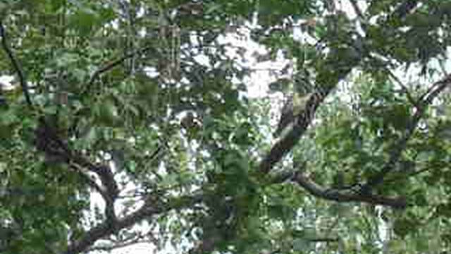 Дятел короткая запись 5245353DSCN5555