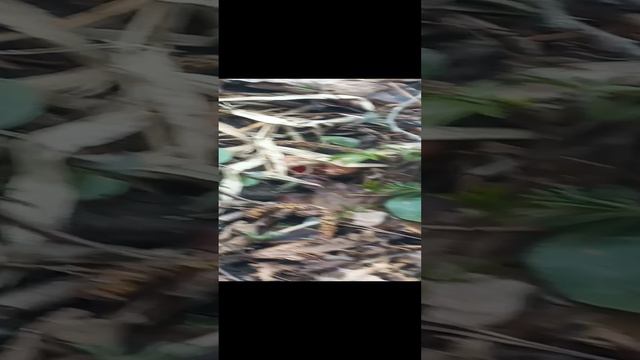 Грибной сезон 2024 открыт. Смоленская оьласть.