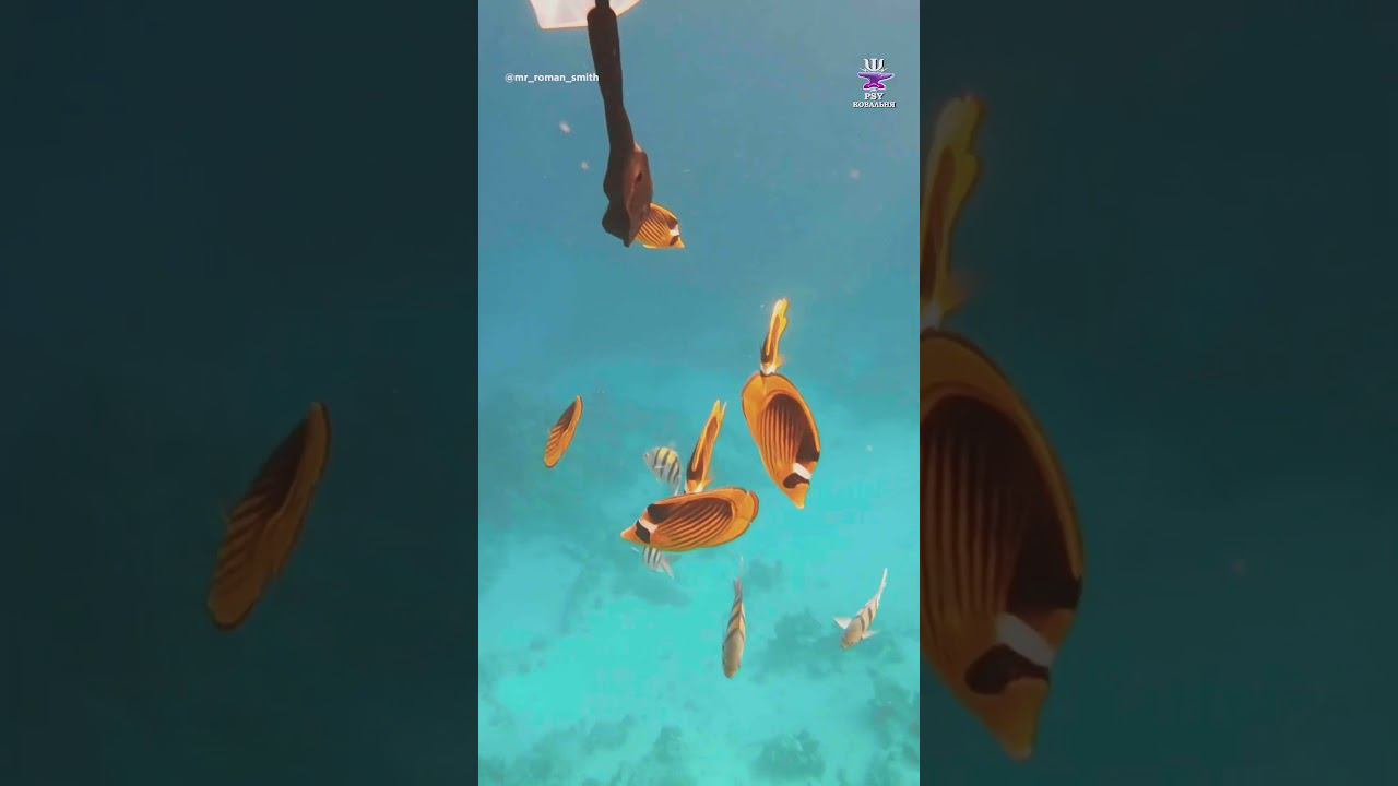 ДАЙВИНГ как психотерапия #РоманСмит #психоаудитор #психология #психолог