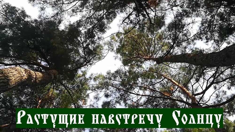 Растущие навстречу Солнцу