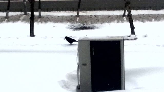 Грачи на крыше