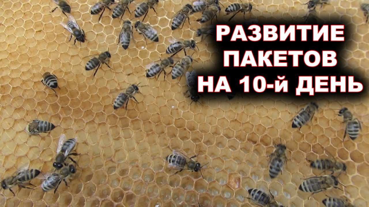 Развитие пчелопакетов  на 10-й день после покупки.
