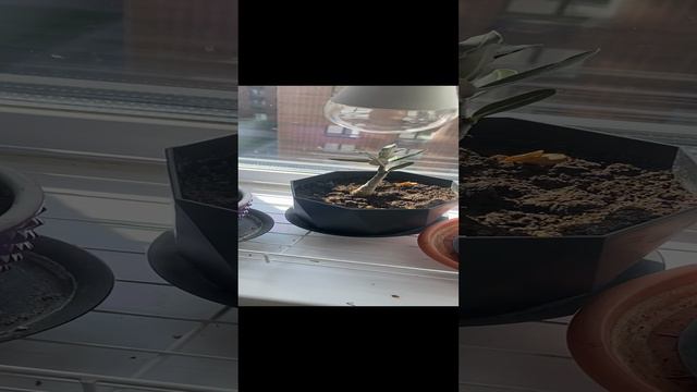 Адениум. Кактусы