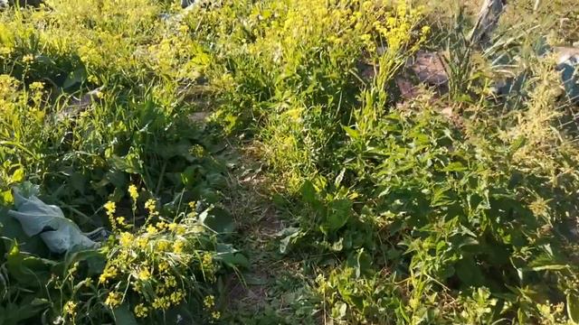 Каким был заброшенный участок в июне 2022