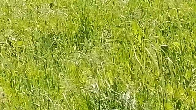 Лето в разгаре