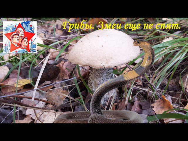 Грибы. Змеи еще не спят. 23.09.2015. Грибалка. Тихая охота. Архив.