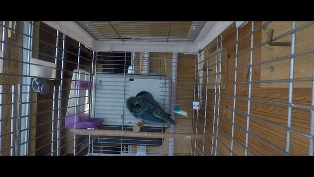 Катаринки готовятся к спариванию (Bolborhynchus lineola).