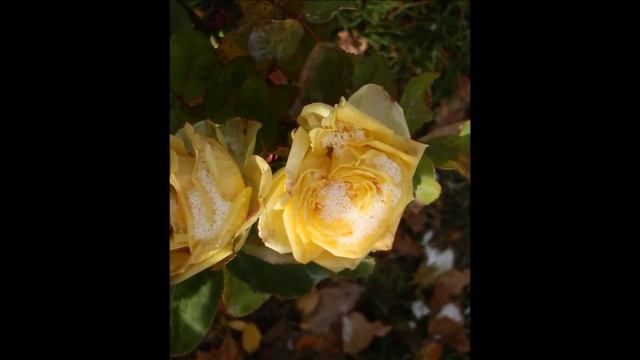 Елена Дворяшина (Elena Dvoryashina) plays F.Chopin Nocturne in H-Major