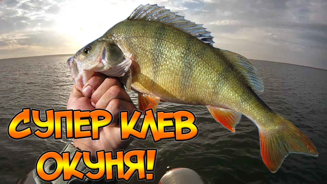 Рыбалка на окуня. Уловистая приманка, Хороший клев!