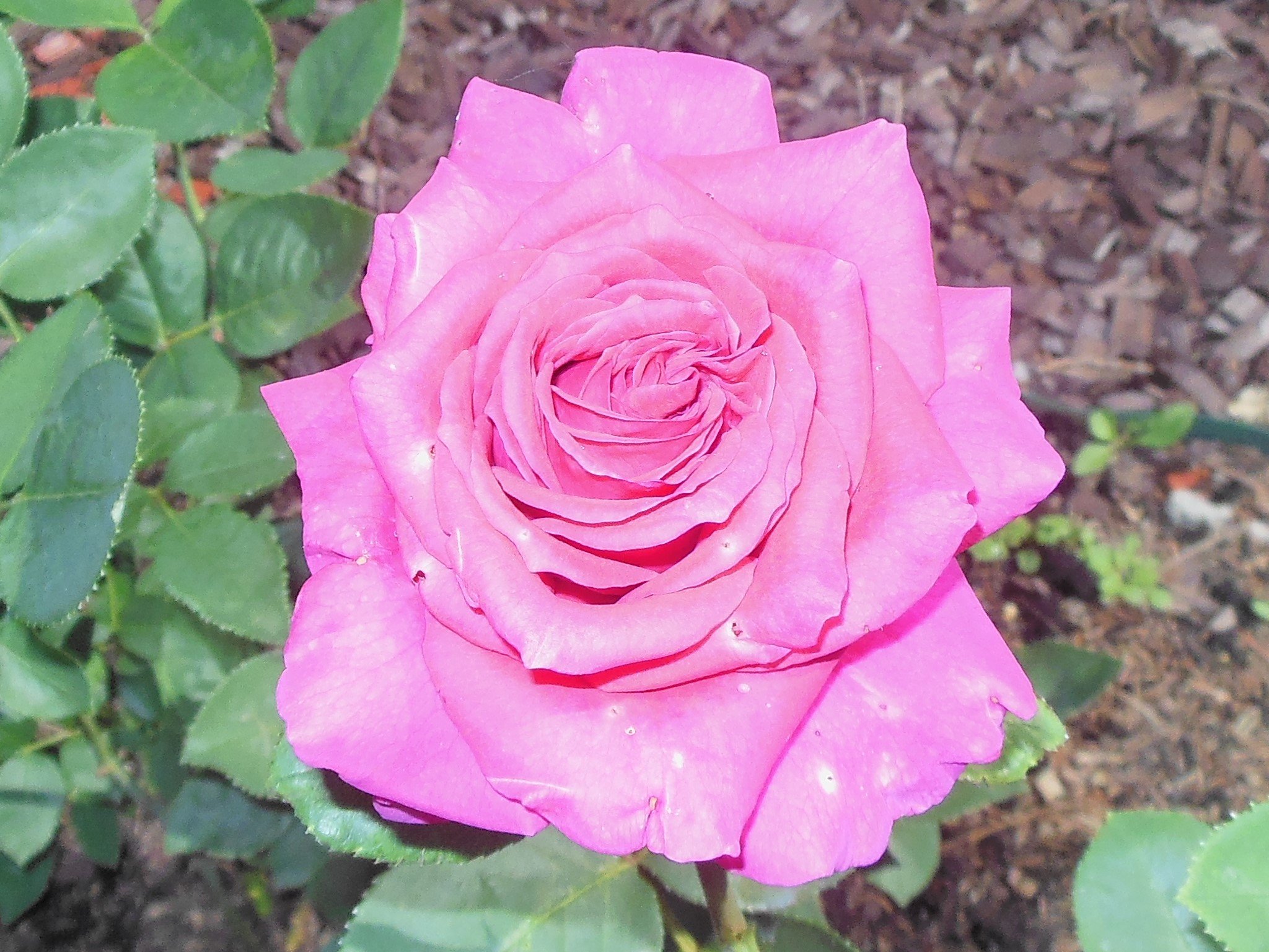 РОЗЫ и не только. Февраль. Календарь цветовода.