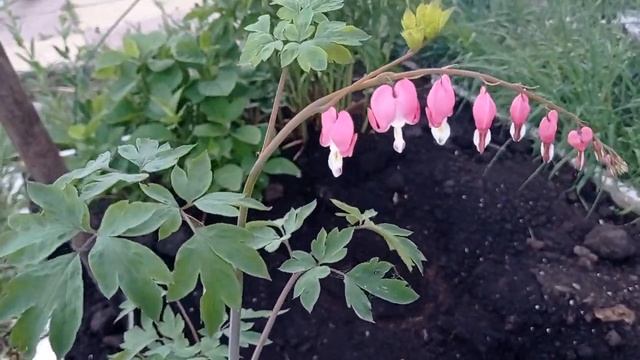 #что_посадить_в_цветник#разбитое_сердце#формирую_цветник  Цветник с ярким акцентом!.mp4