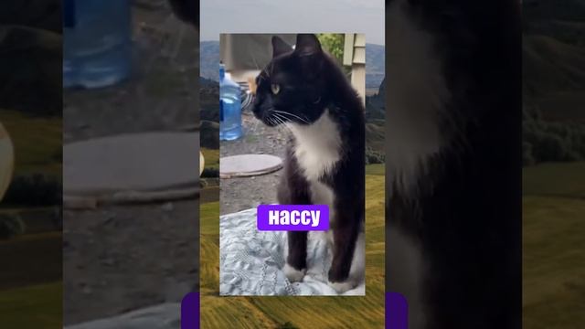 ПРИКОЛЫ С КОТАМИ / Кот музыкант #юмор #приколы #смех #котики