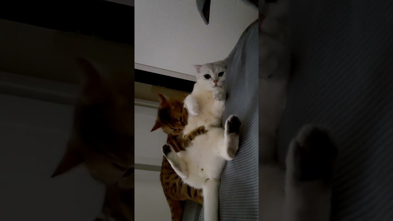 Тигр решил помыть КокосаИх реакция,когда увидела это я