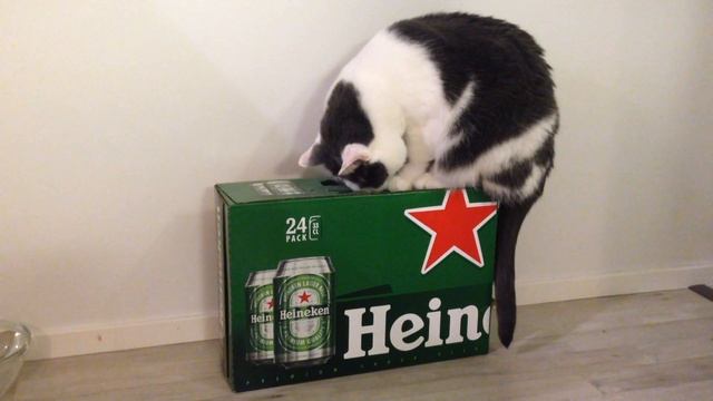 Ми ми ми. Котики. Наша киска любит выпить.