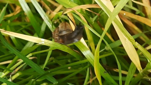 Жизнь улитки!