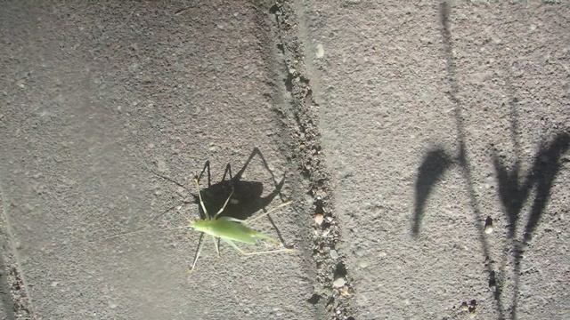 Зелёный кузнечик