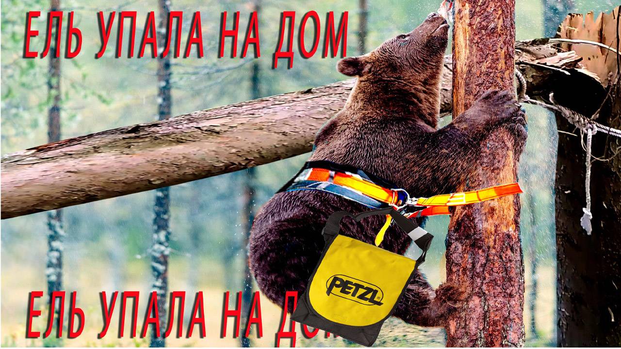 Сломало большую ель над домом Спускаем