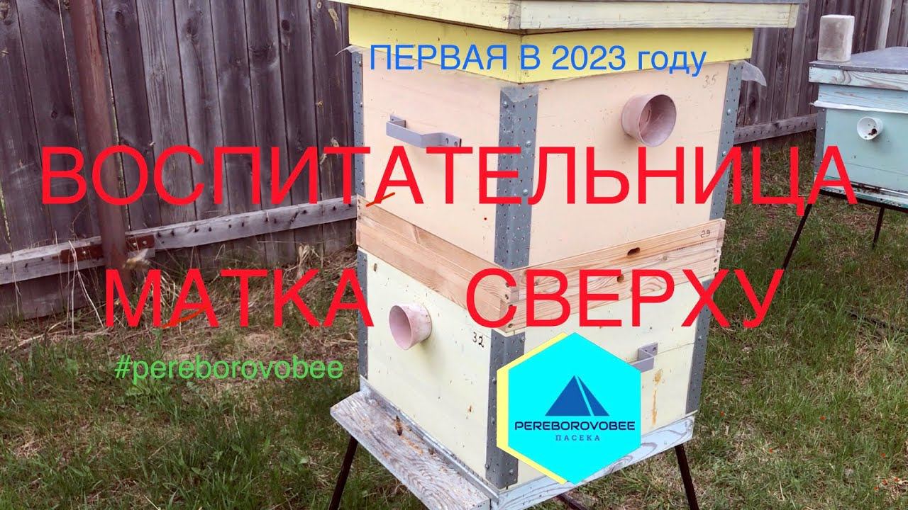 Воспитательница маточников! ПЧЕЛОВОДСТВО! #pereborovobee #bee #пасека #пчеловодство
