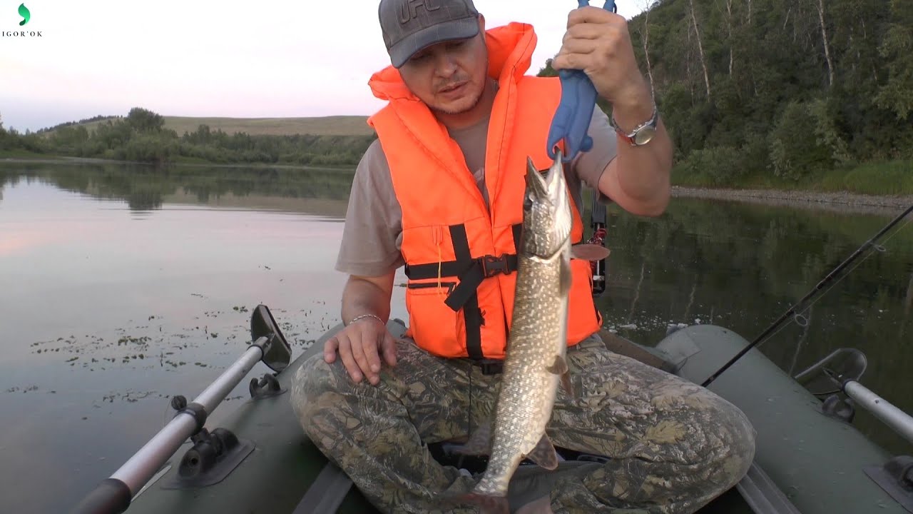 Река Туба | Август | И снова щука