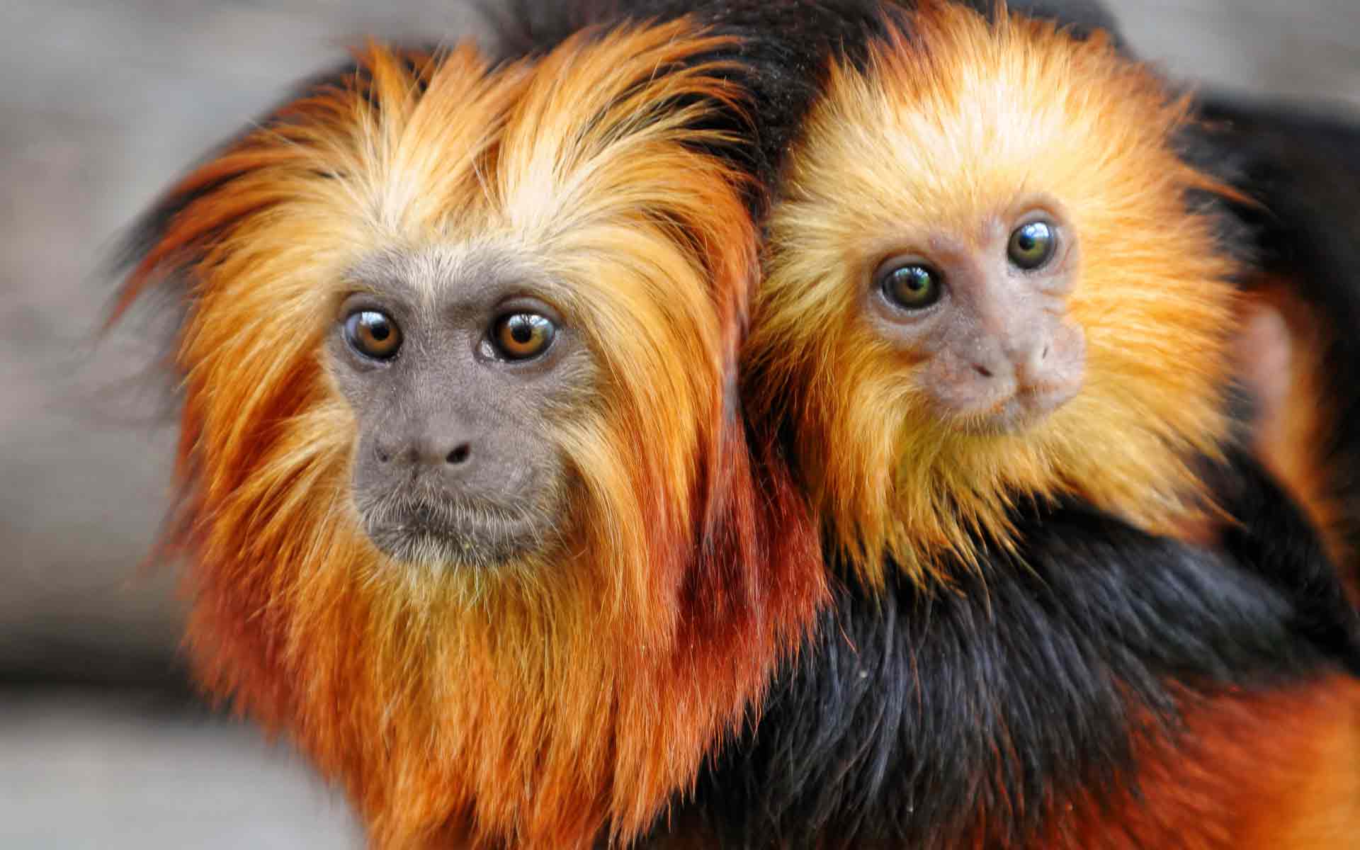 «Золотистая львиная игрунка» ИМПРОВИЗАЦИЯ композитор Виктор Анохин #viktorjazz #pianomusic #twist