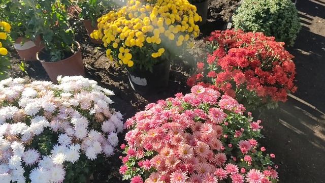 6 ошибок, по которым мультифлора не хочет во время цвести